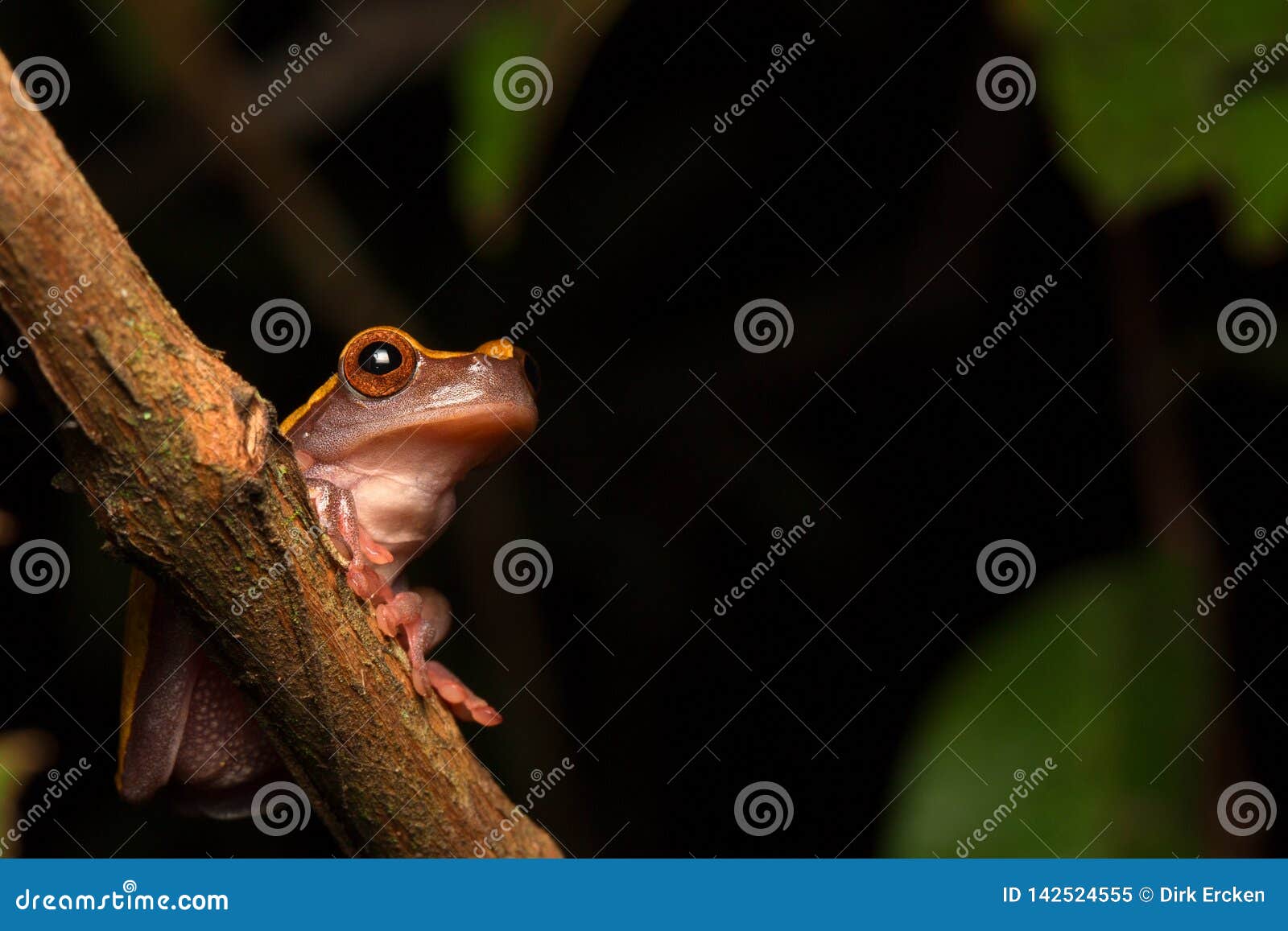 Tropical Amazon Rain Forest Tree Frog Stock Image - Image of amazon ...