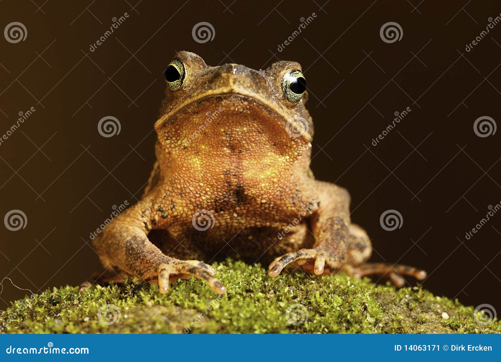 Tropical Amazon Toad on Moss Stock Image - Image of tree, amphibian ...