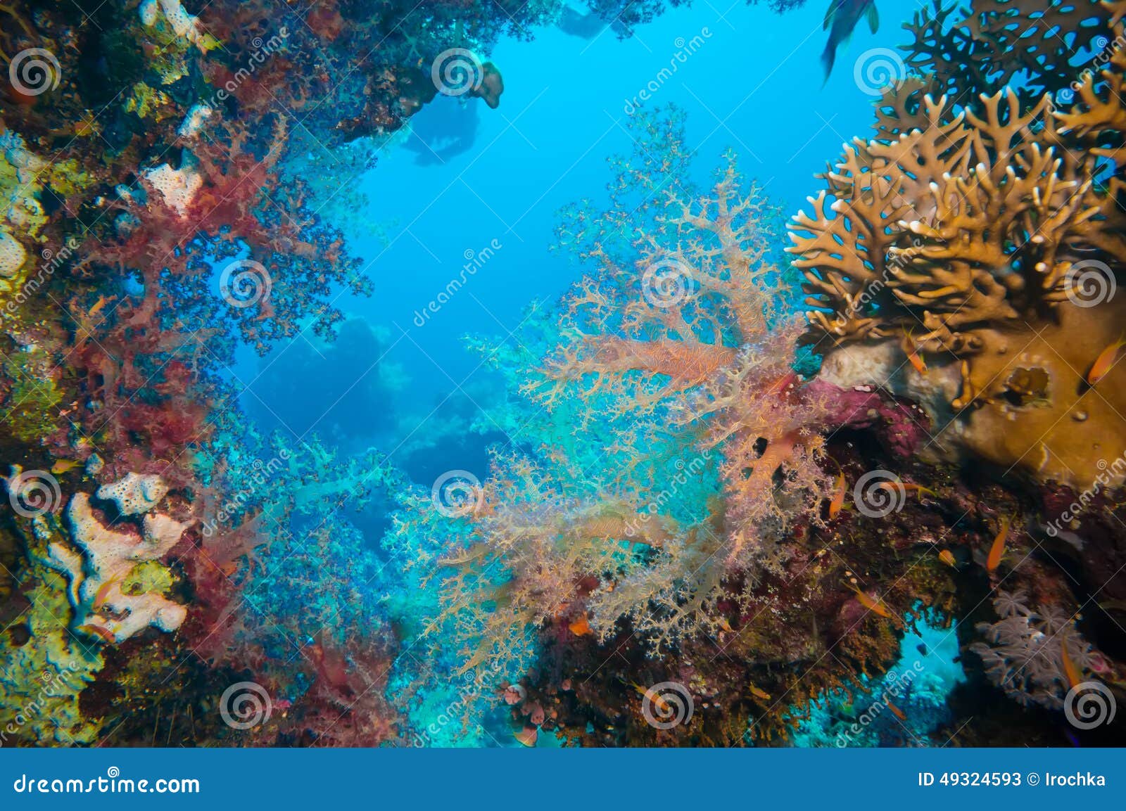 Tropical Anthias Fish with Net Fire Corals Stock Image - Image of fauna ...