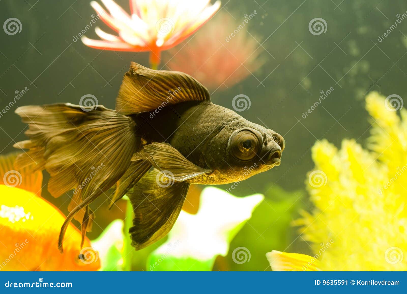 Tropical aquarium fish stock image. Image of wildlife - 9635591