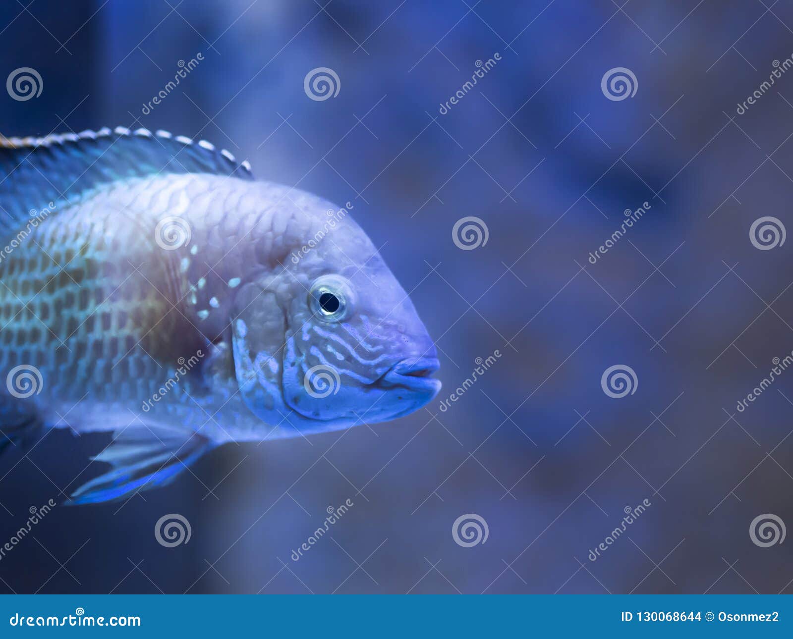 Tropical Aquarium Fish in Aquariums are Spots Stock Photo - Image of ...