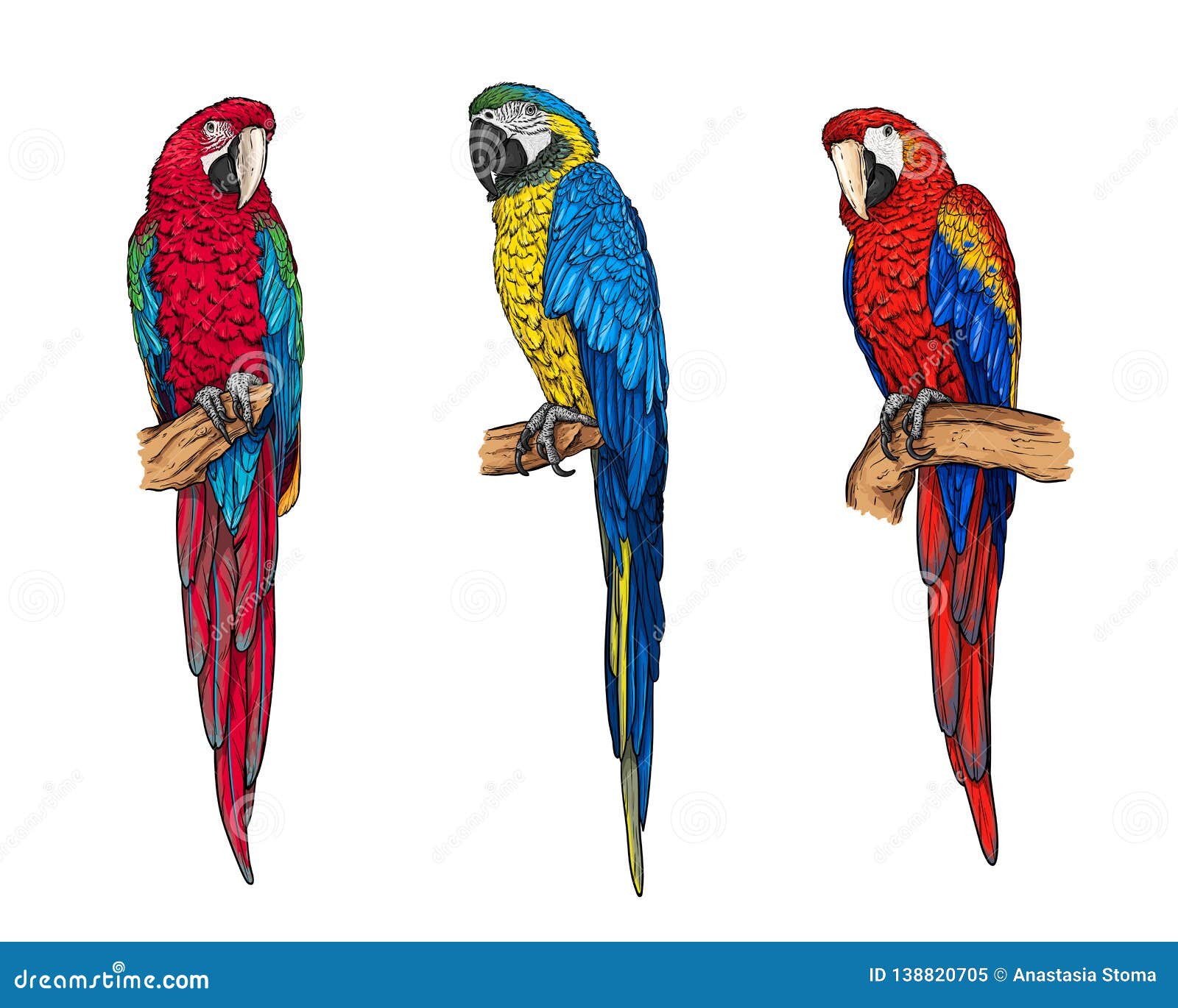 Ara Stock Illustrations – 2,761 Ara Stock Illustrations, Vectors ...