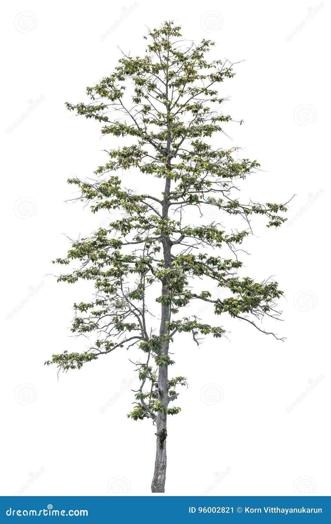 Tropical Asia High Thin Slip Tree Stock Image - Image of high, isolated ...