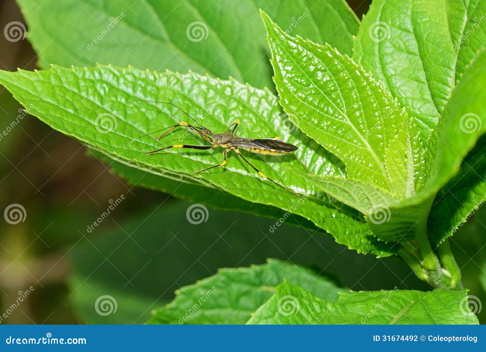 Tropical assassin bug stock photo. Image of plants, tropical - 31674492