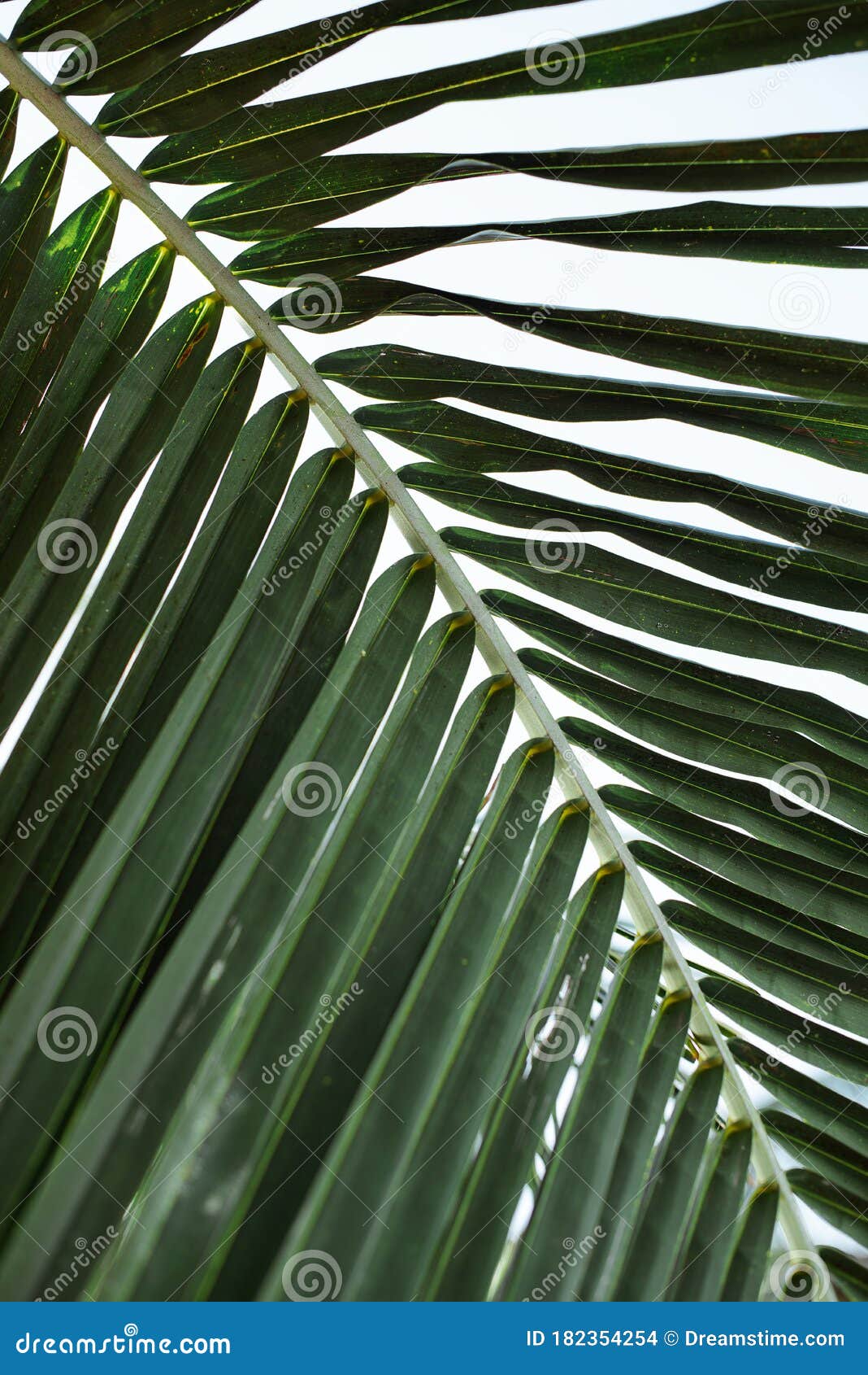 Tropical Asymmetric Green Palm Leaf Stock Photo - Image of beach ...