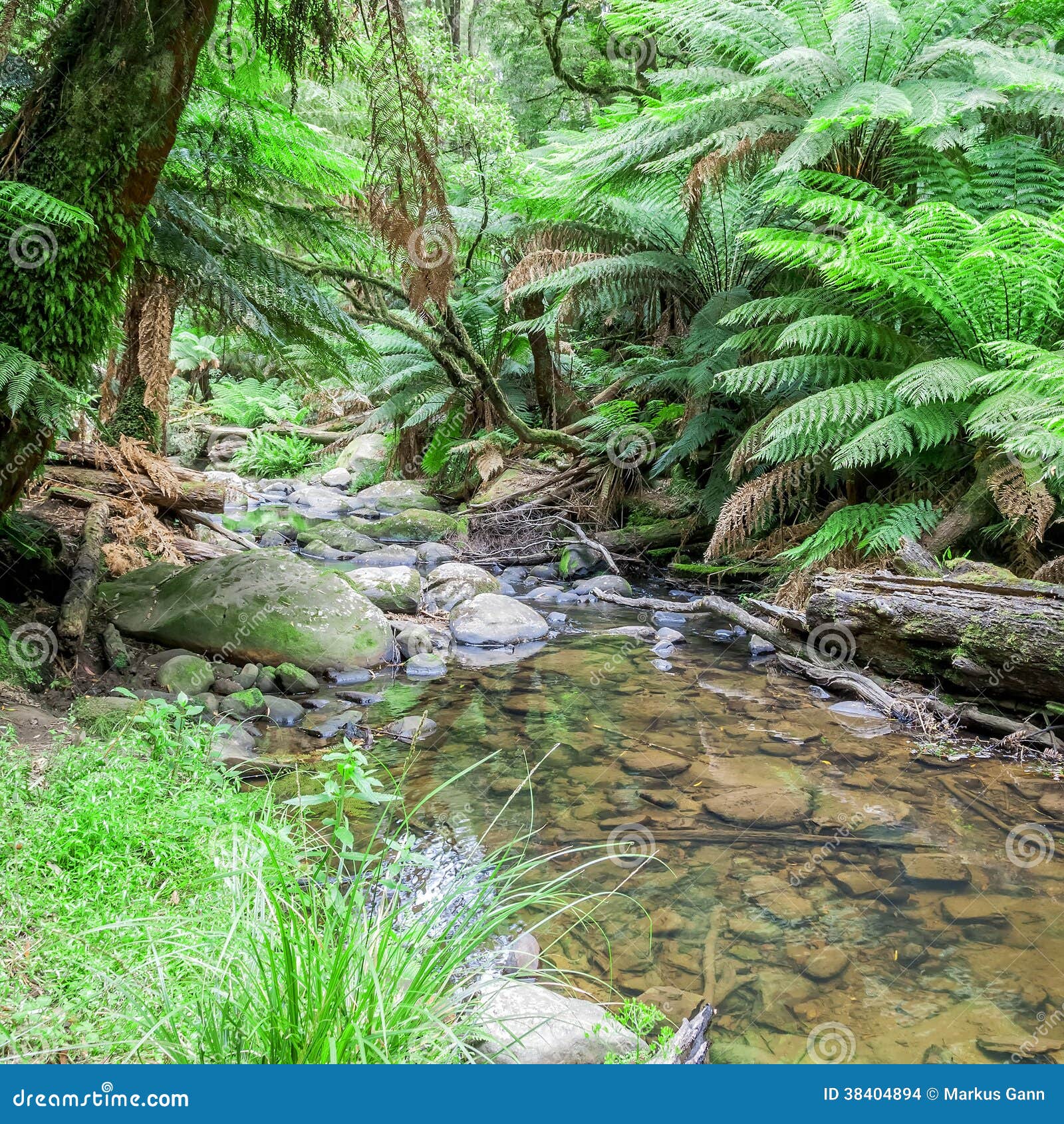 Tropical Australia stock photo. Image of lush, natural - 38404894