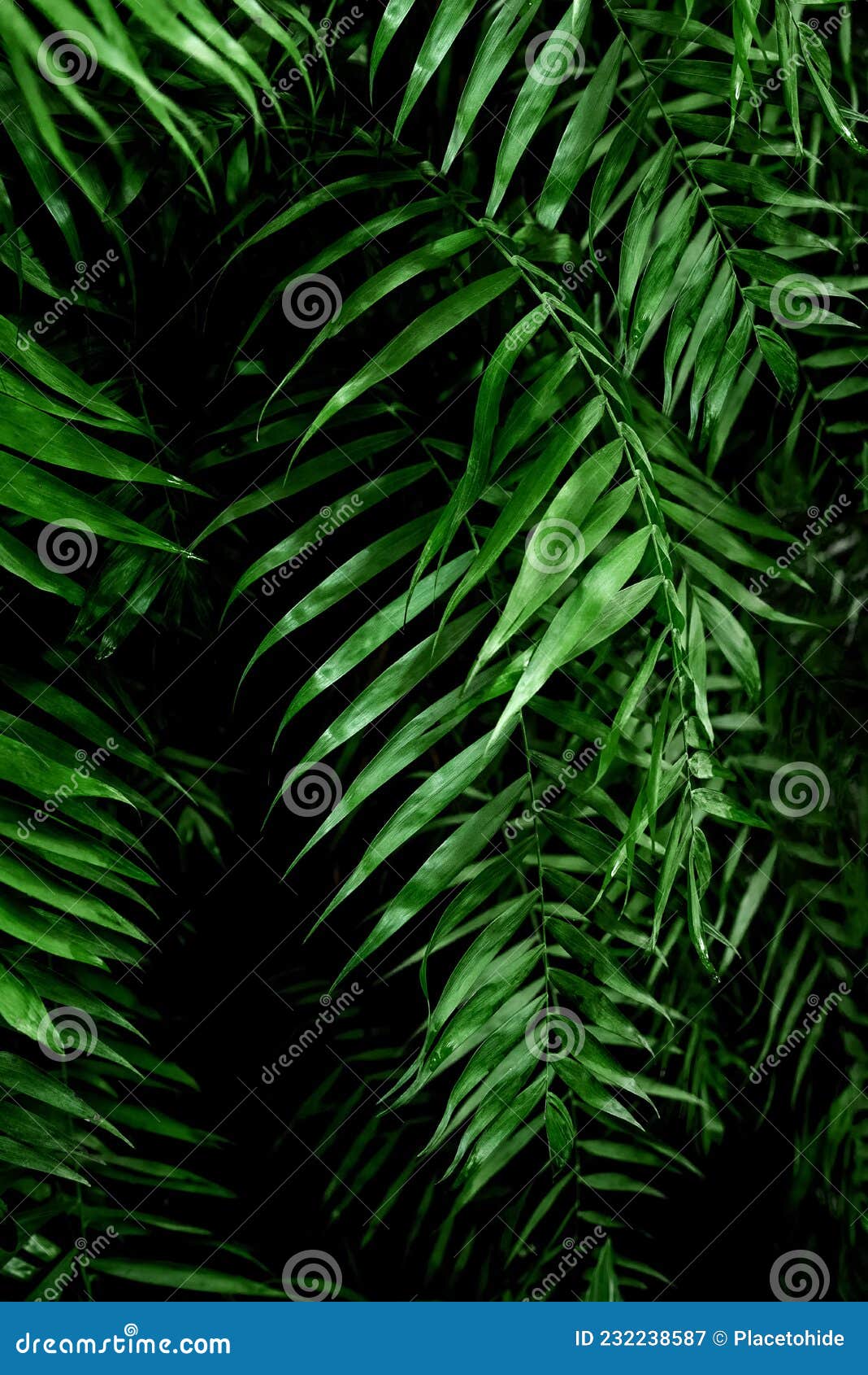 Tropical Background With Green Palm Leaves Stock Image Image Of Color