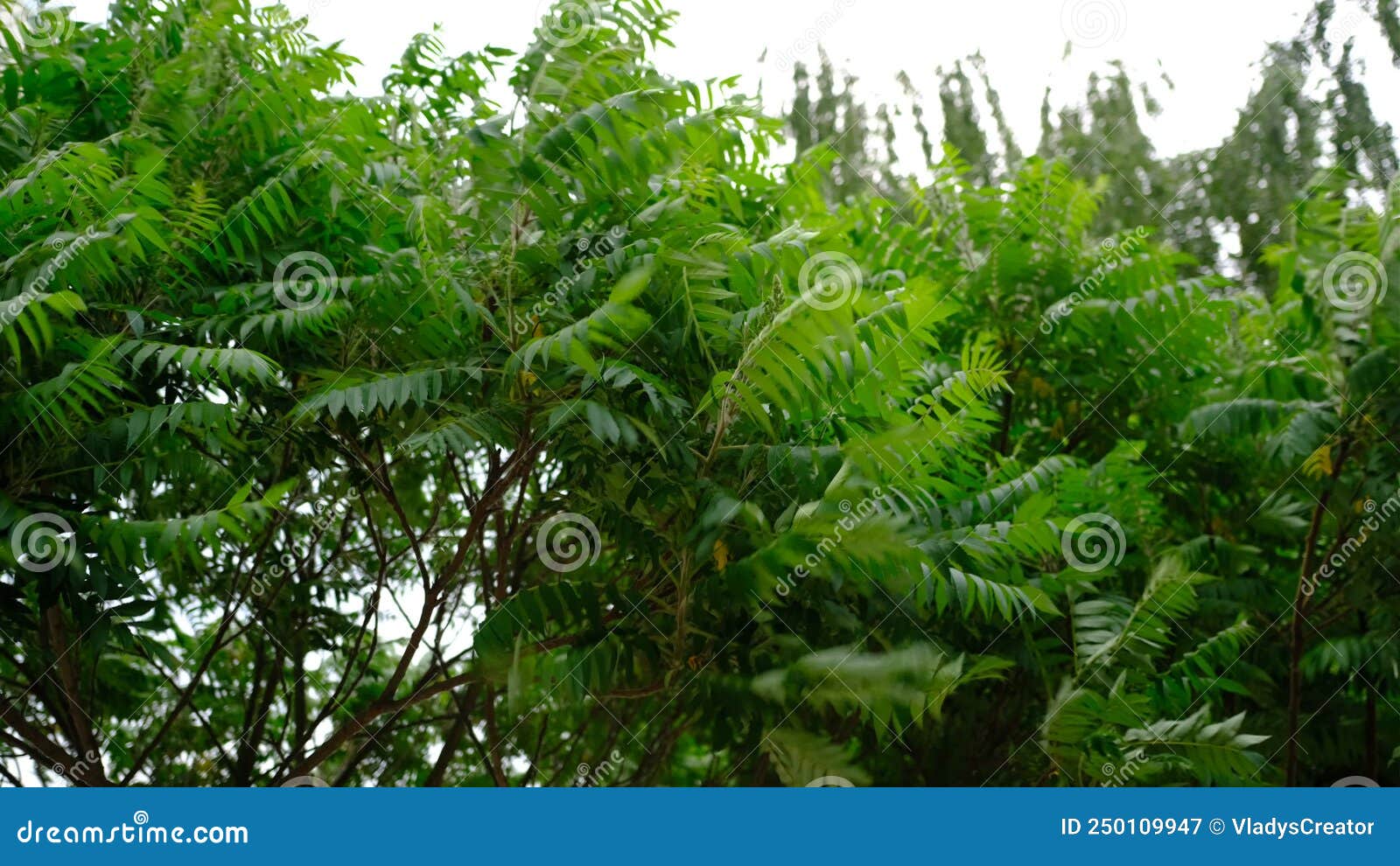 Tropical Background Green Tree Shaking by the Wind on a White ...