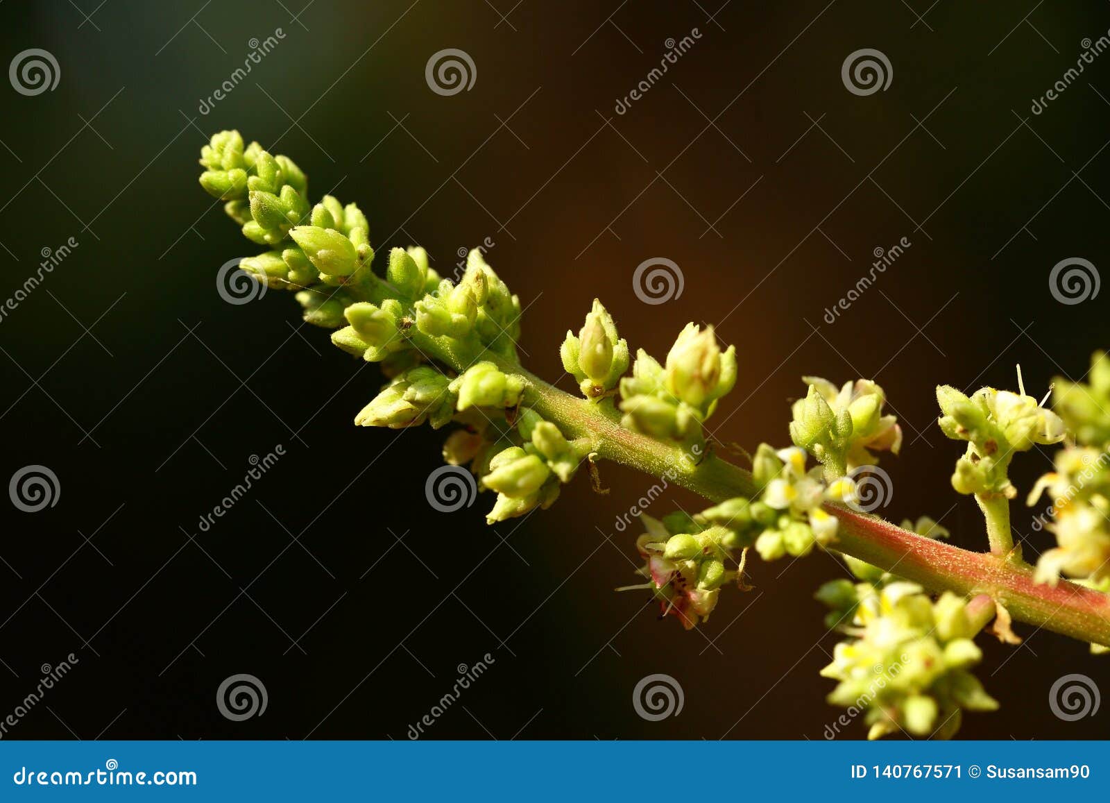 Mango Flowers in the Tree Branch Stock Image - Image of dried, global ...