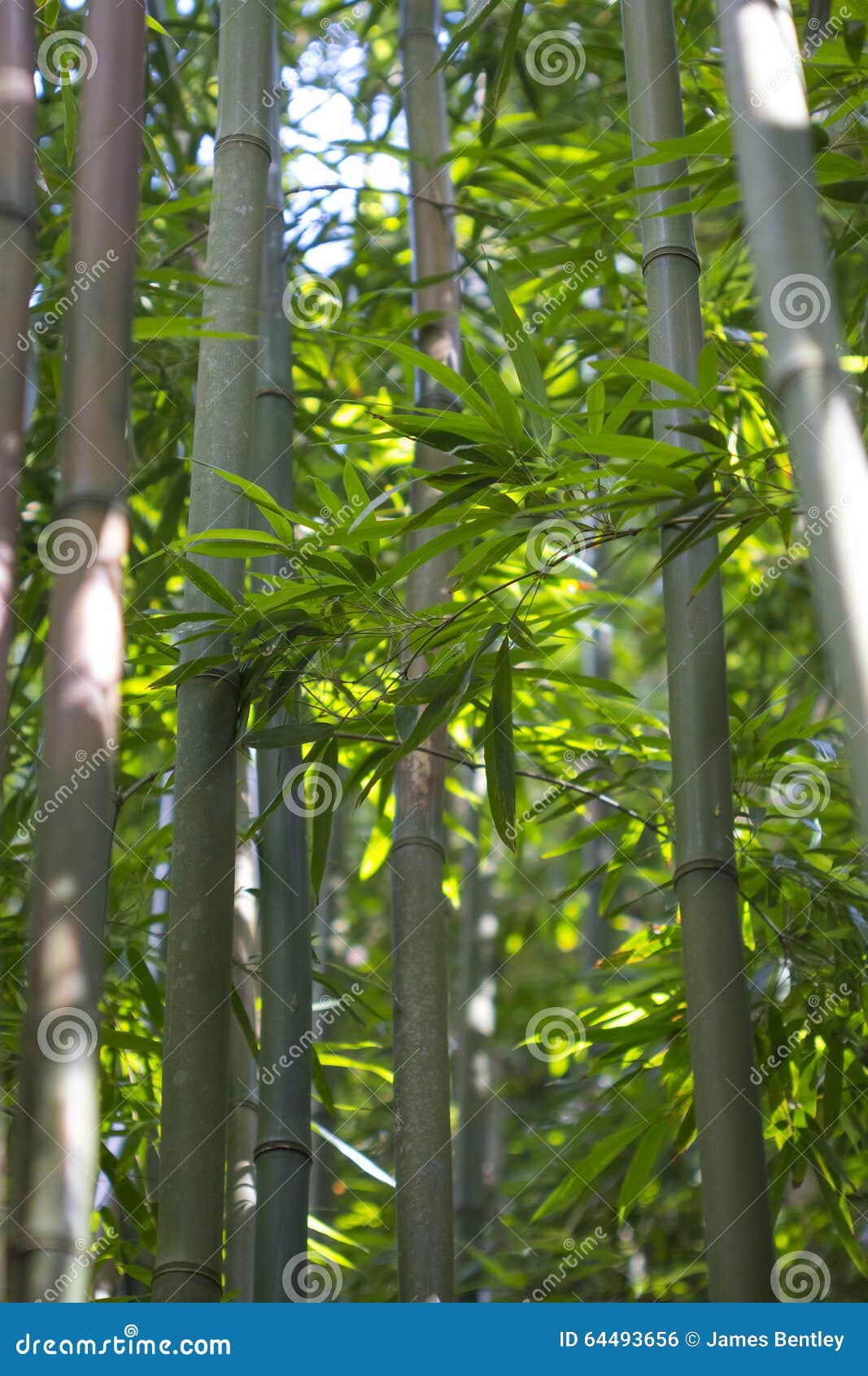 Tropical Bamboo stock photo. Image of popular, trails - 64493656