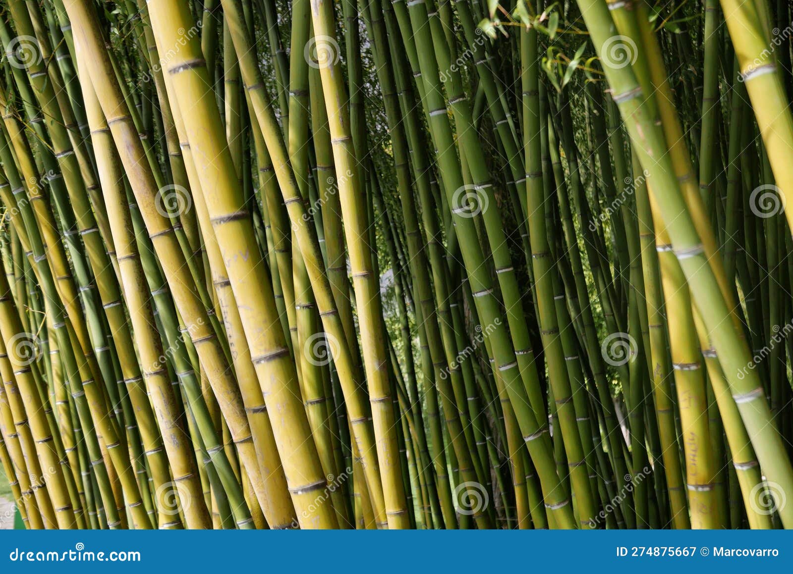 Tropical bamboo jungle stock image. Image of mountain - 274875667