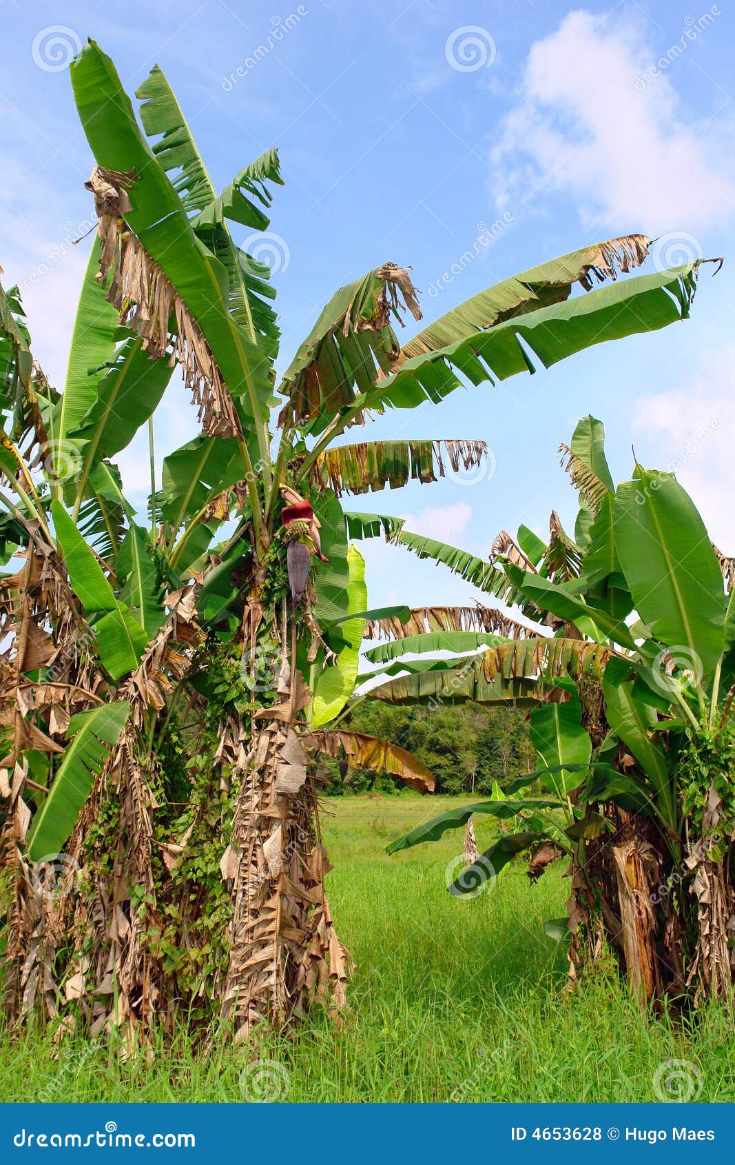 Tropical Banana Trees in Asian Landscape Stock Photo - Image of ecology ...