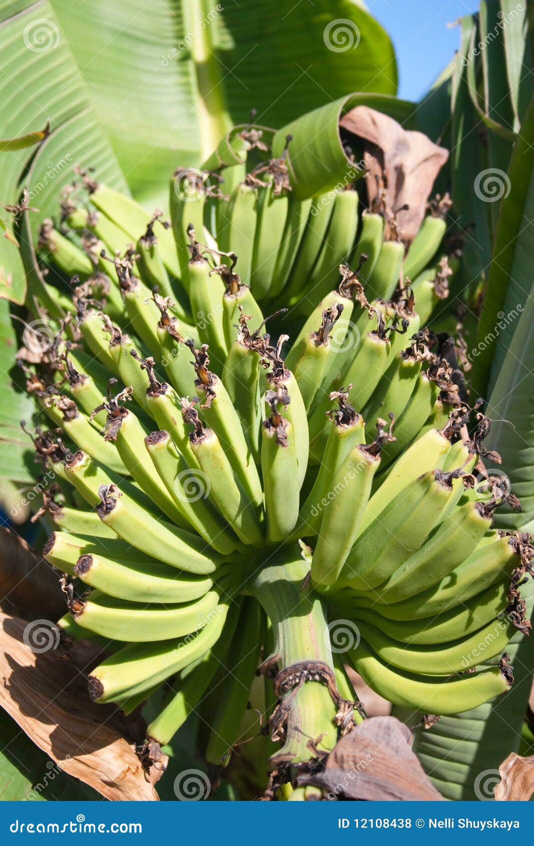 Tropical bananas stock photo. Image of pattern, diet - 12108438