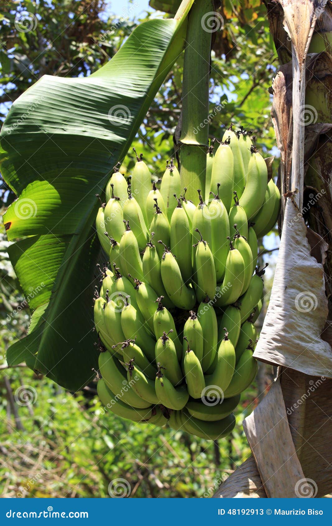 Tropical Bananas Dominican Republic Punta Cana Royalty-Free Stock Photo ...