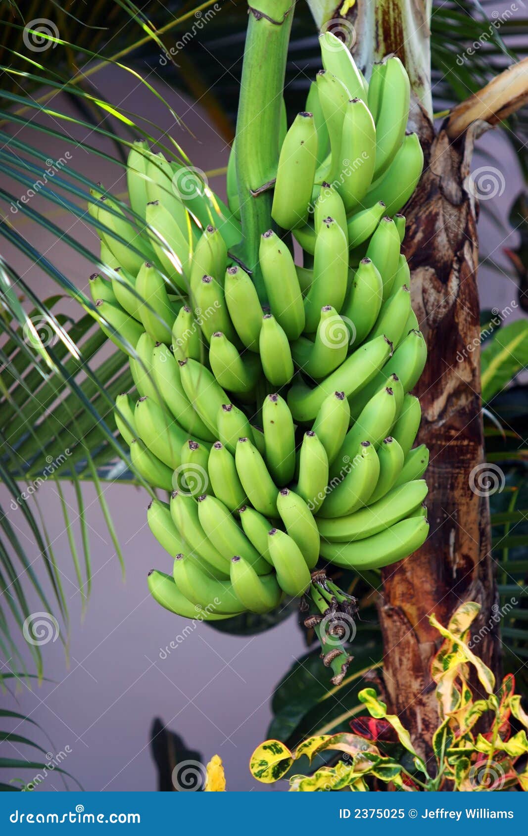 Tropical Bananas Hanging on Tr Stock Image - Image of natural ...