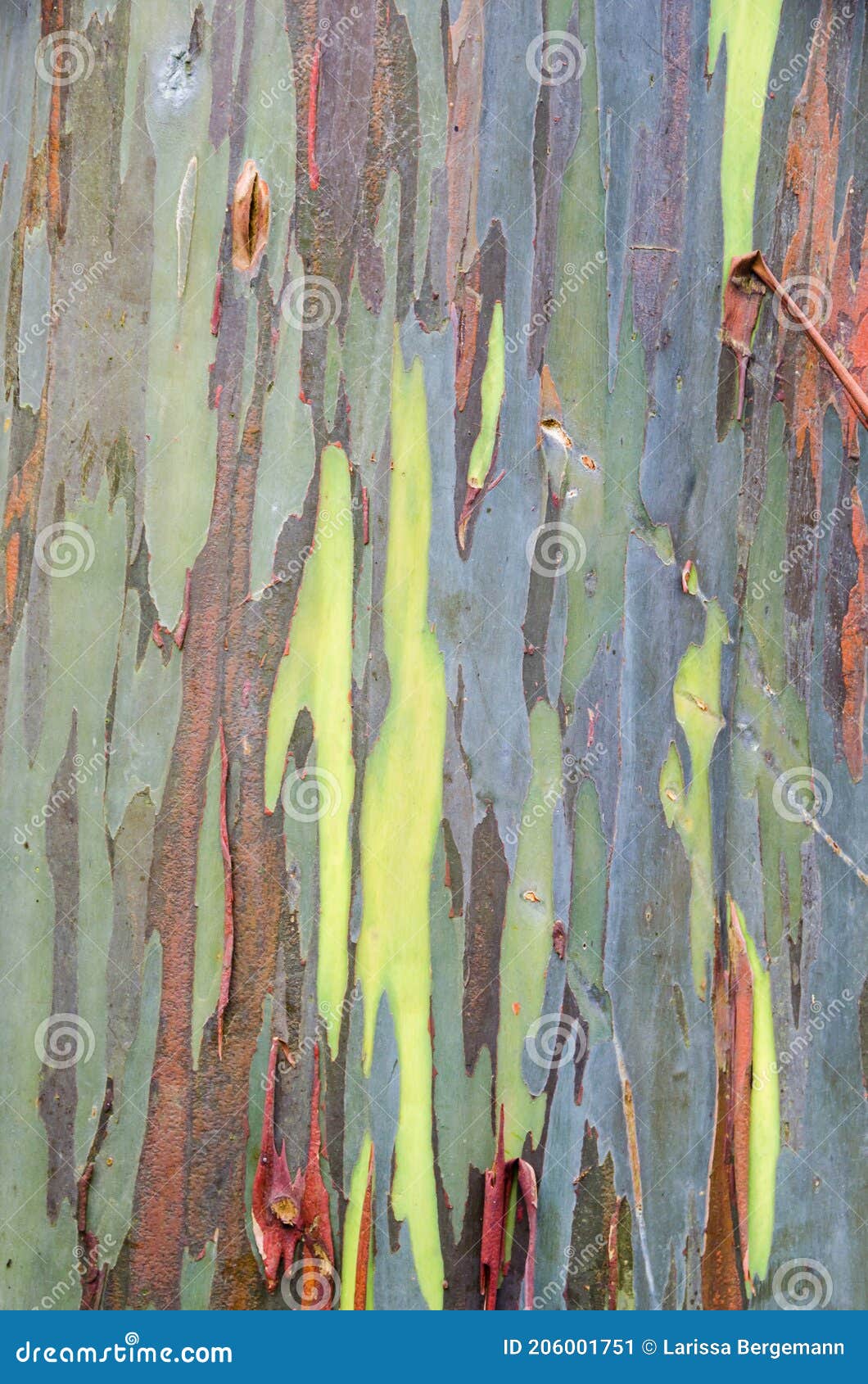 Tropical Bark of the Tropical Tree Stock Image - Image of tree ...