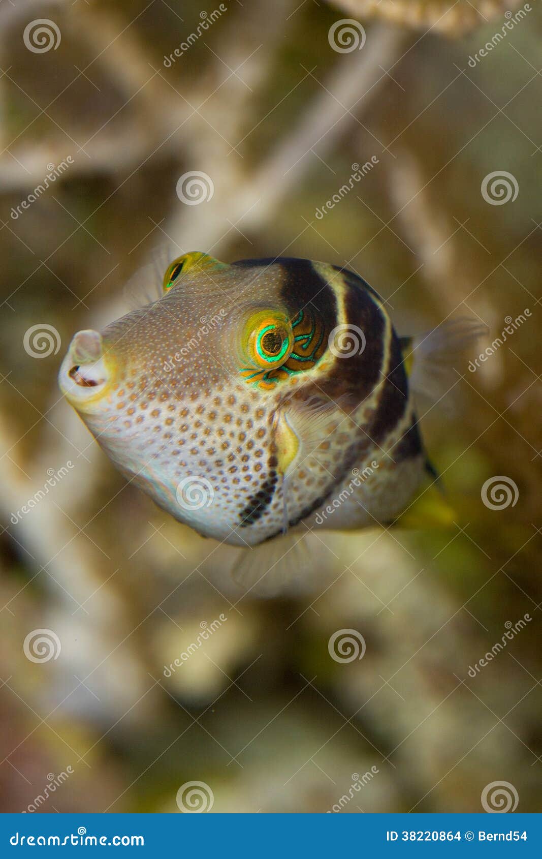 Tropical Bass from the Front Stock Photo - Image of aquarium, eyes ...