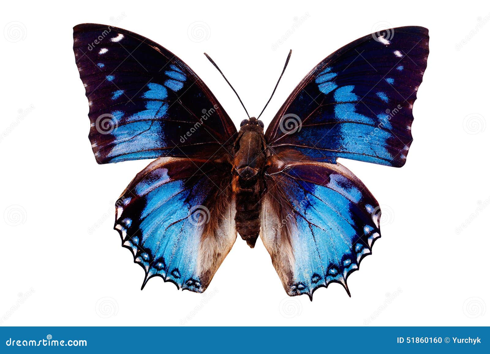 Tropical Batterfly Isolated on White Stock Photo - Image of white ...