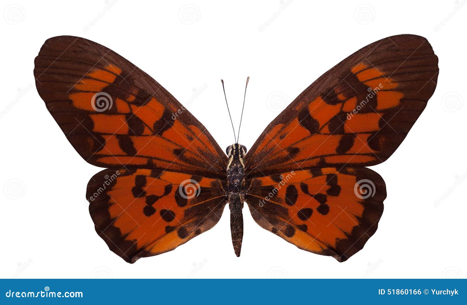 Tropical Batterfly Isolated on White Stock Photo - Image of freedom ...