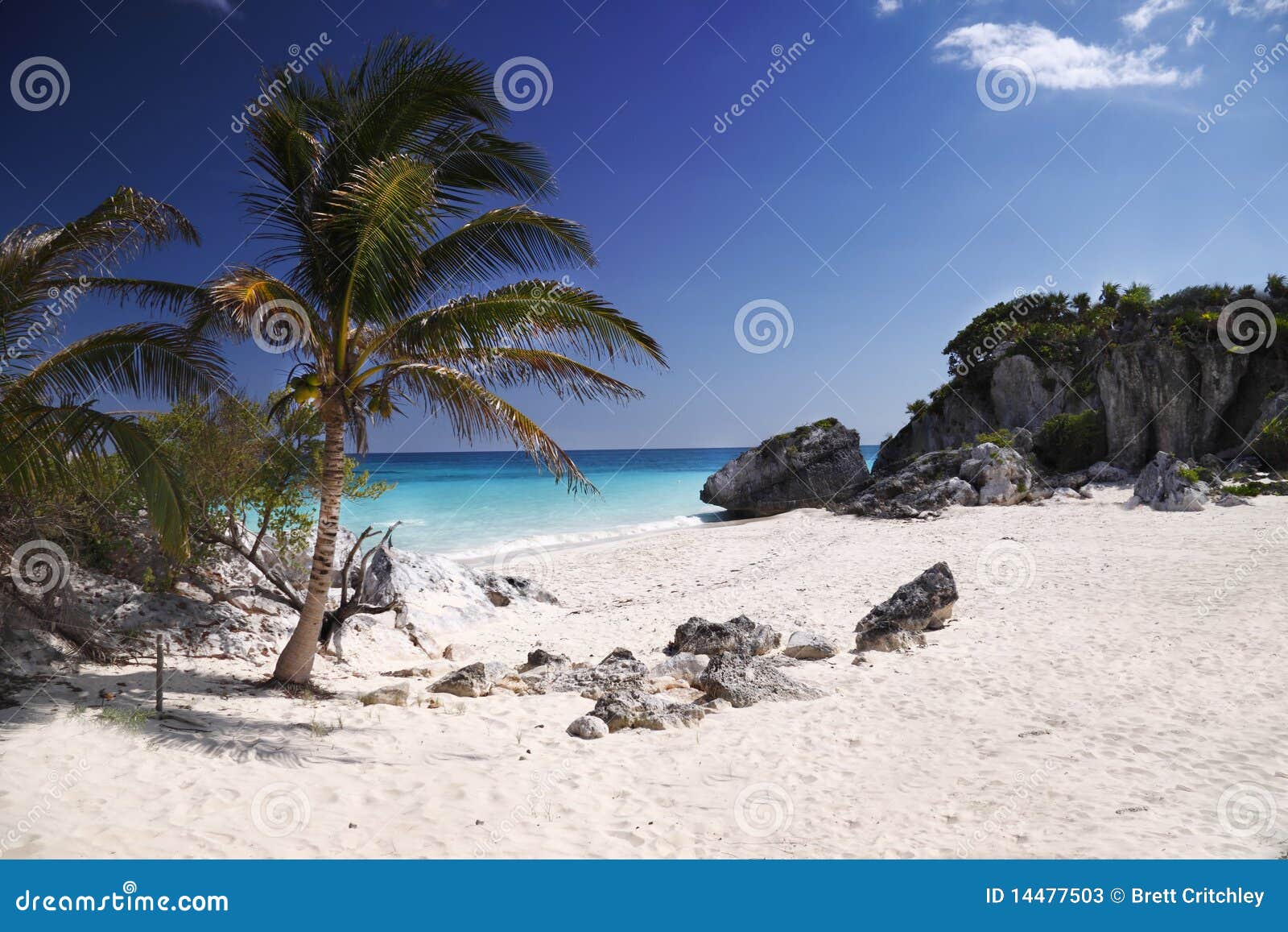 Turtle beach Tulum stock image. Image of palm, blue, tree - 14477503