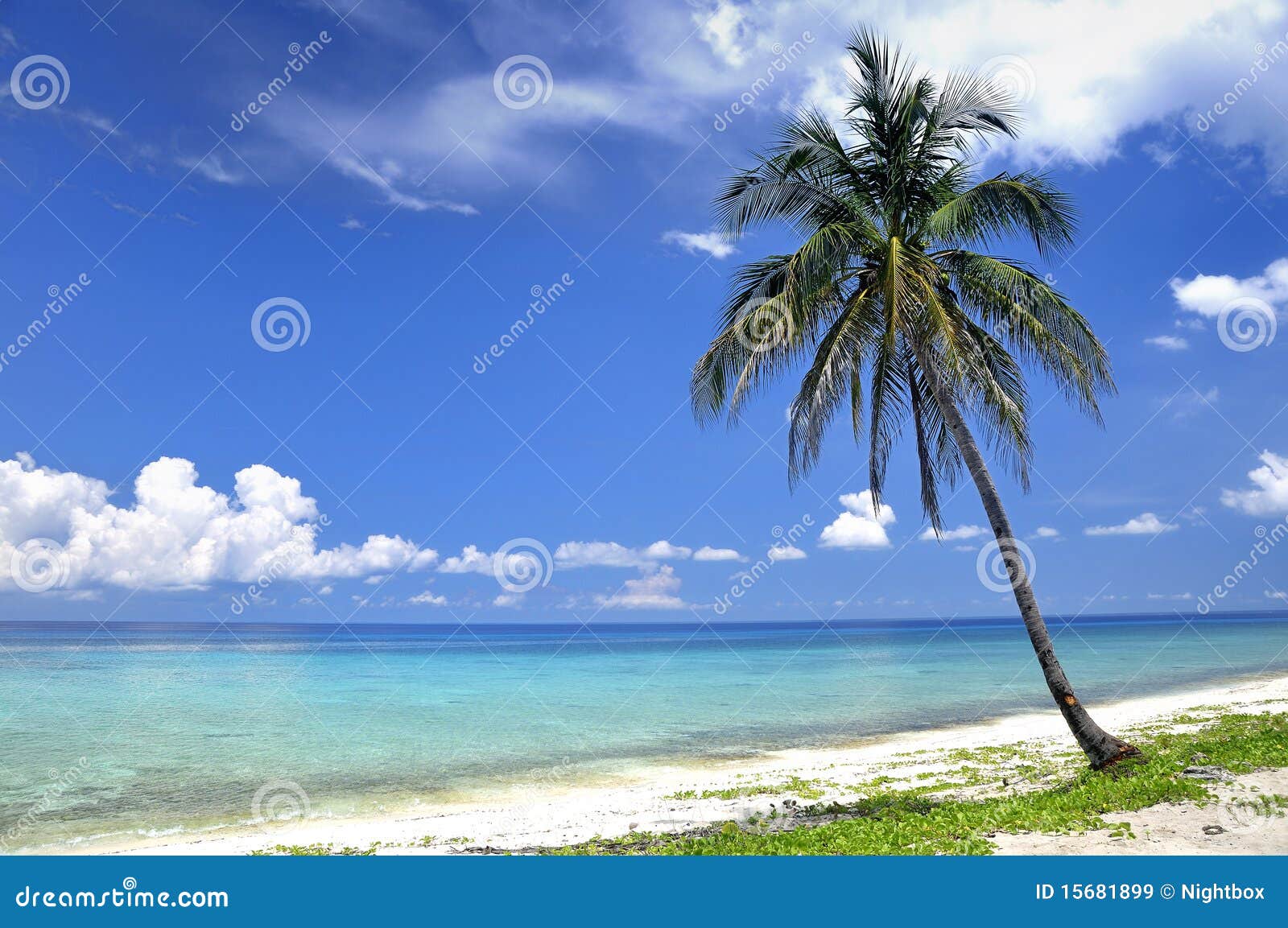 Tropical beach stock image. Image of coco, sand, tree - 15681899