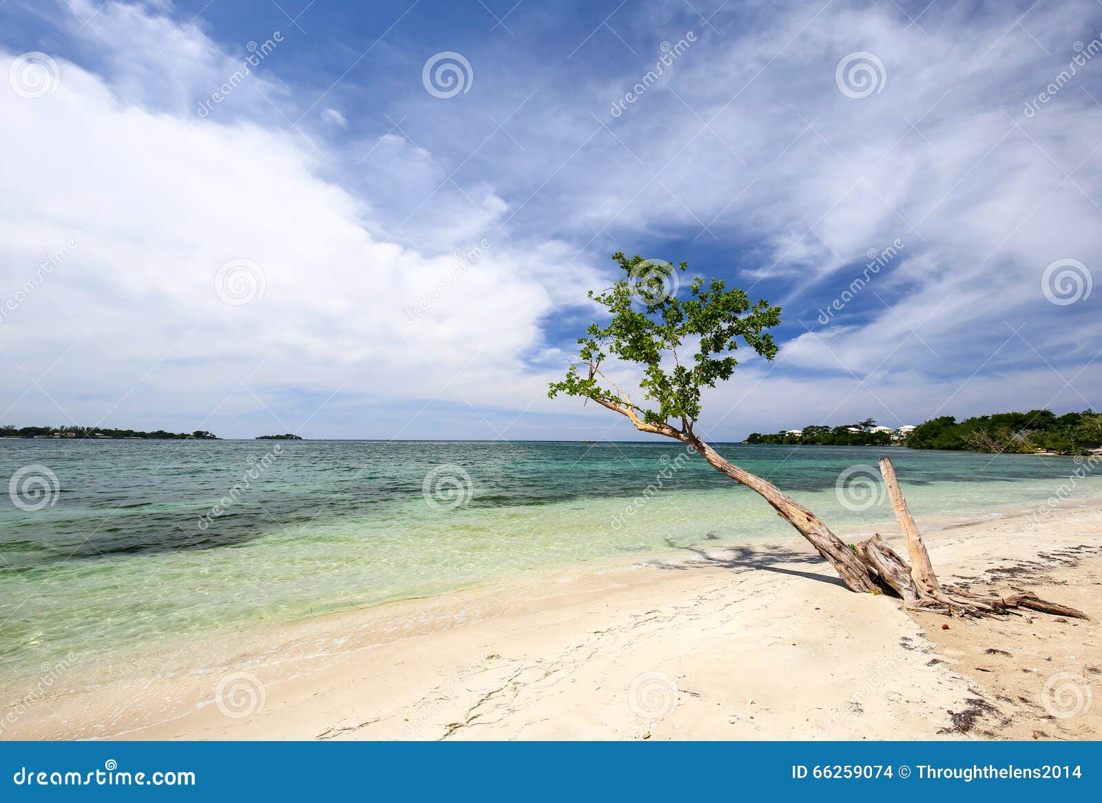 Tropical Beach with a Barren Green Tree and Blue Sky Stock Photo ...