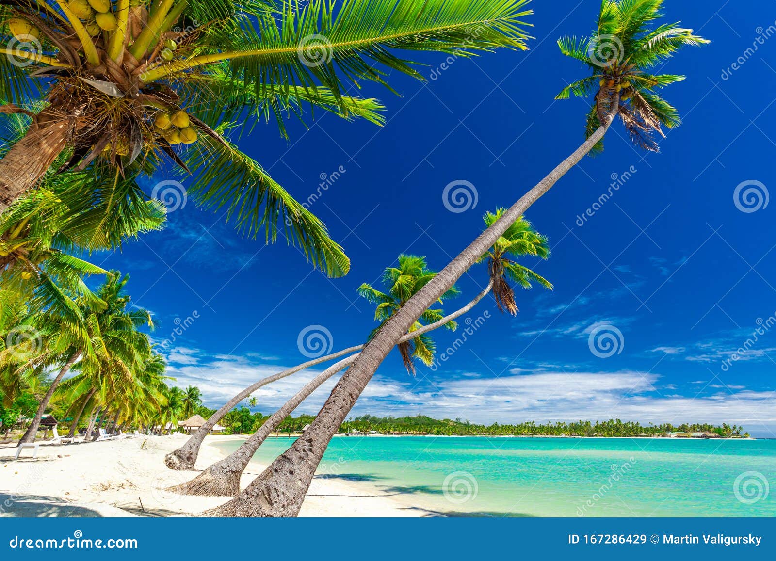 Tropical Beach With Coconut Palm Trees And Clear Lagoon Fiji Islands