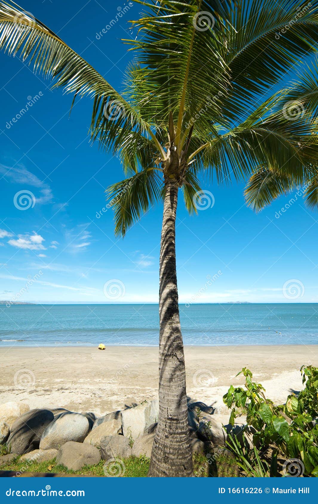 Tropical Beach with Coconut Tree Stock Photo - Image of paradise, sand ...