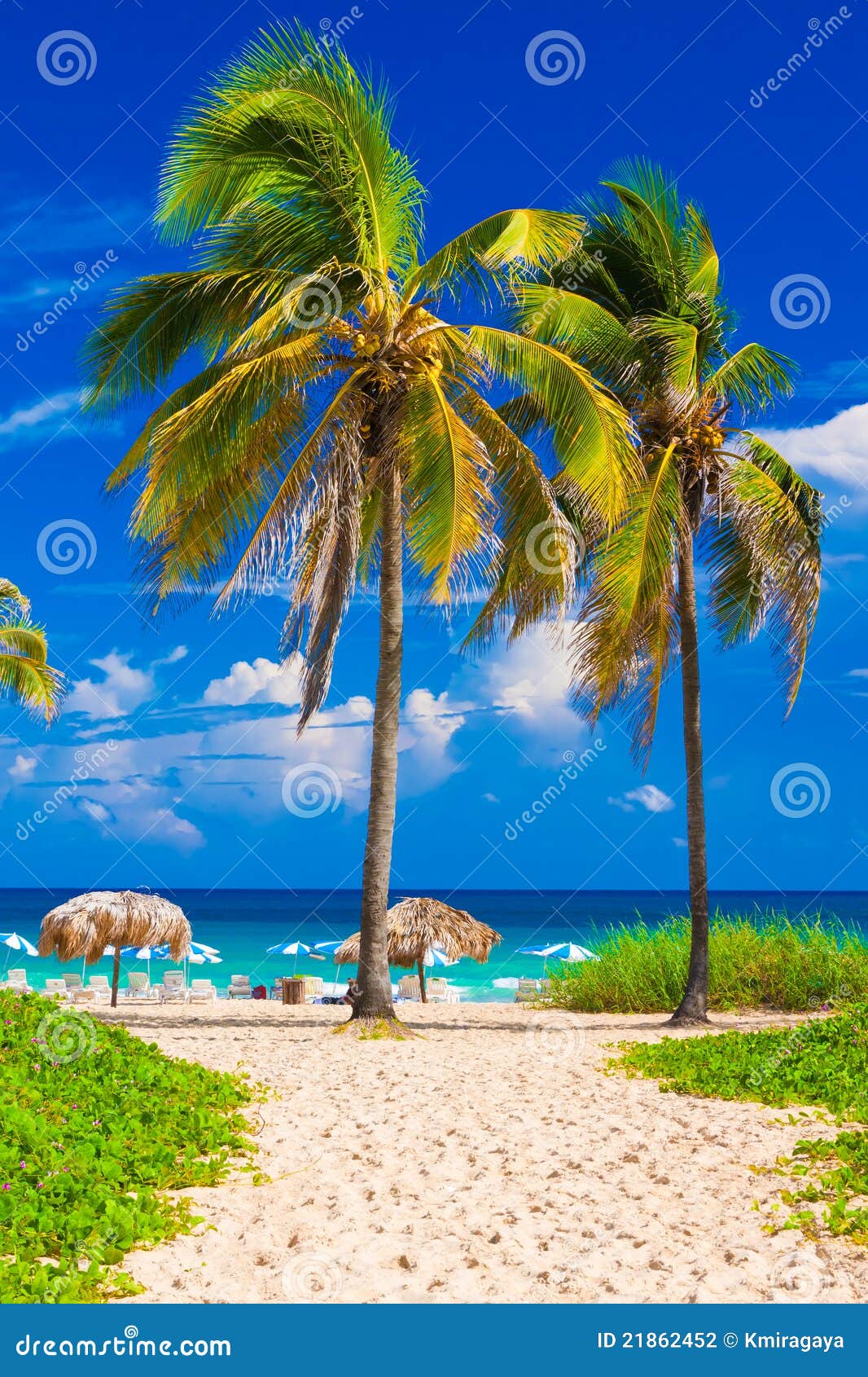 Tropical beach in Cuba stock photo. Image of tree, sandy - 21862452