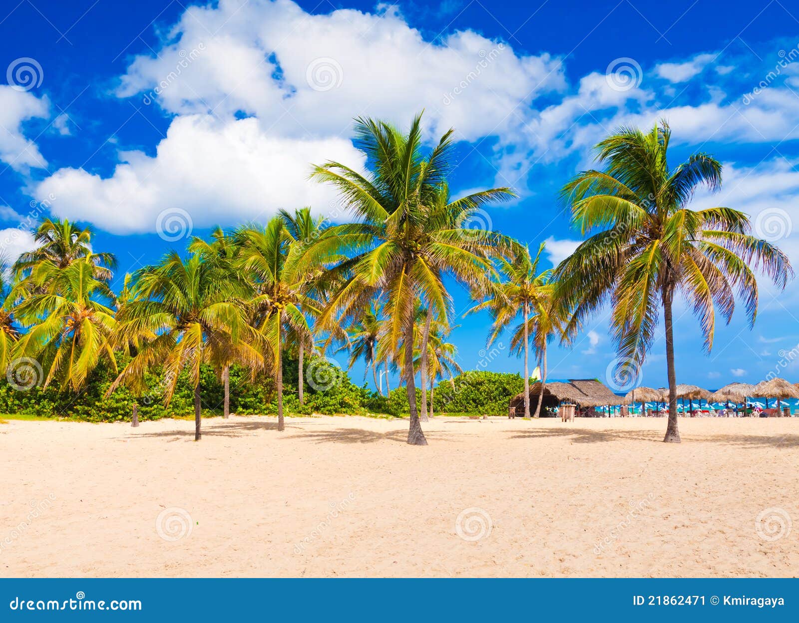 Tropical Beaches With Palm Trees