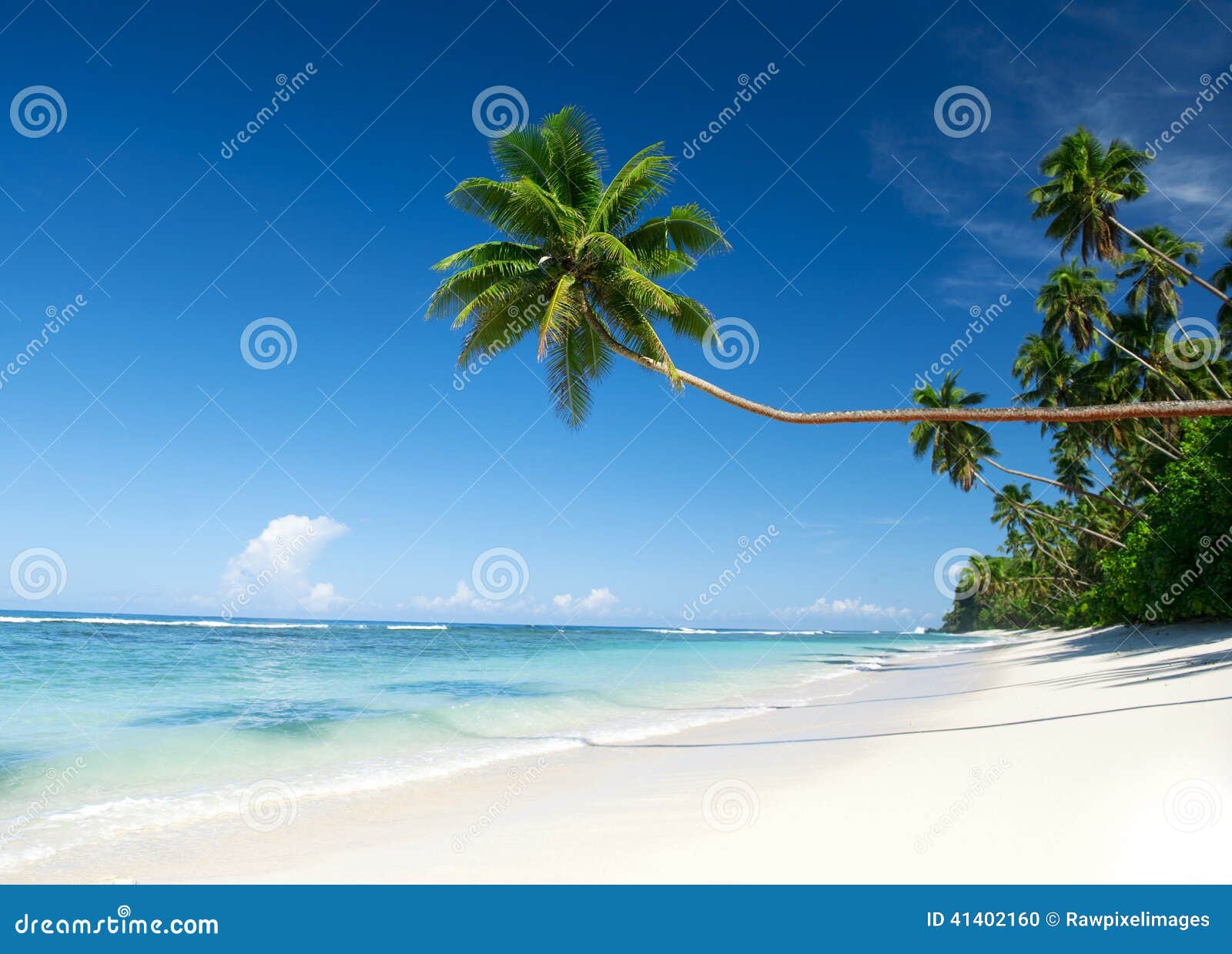 Tropical Beach Destination with Palm Tree. Stock Photo - Image of beach ...