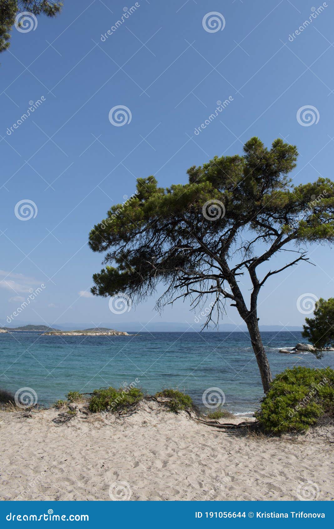 Sand Tree Royalty-Free Stock Photography | CartoonDealer.com #67452941