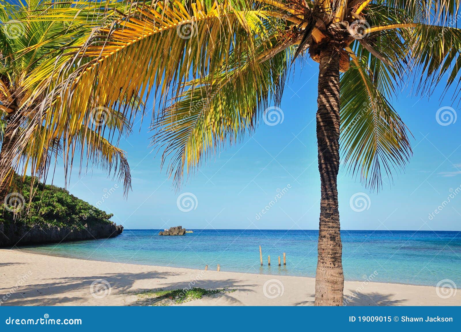 Tropical Beach with Palm Tree Stock Image - Image of foliage, idyllic ...