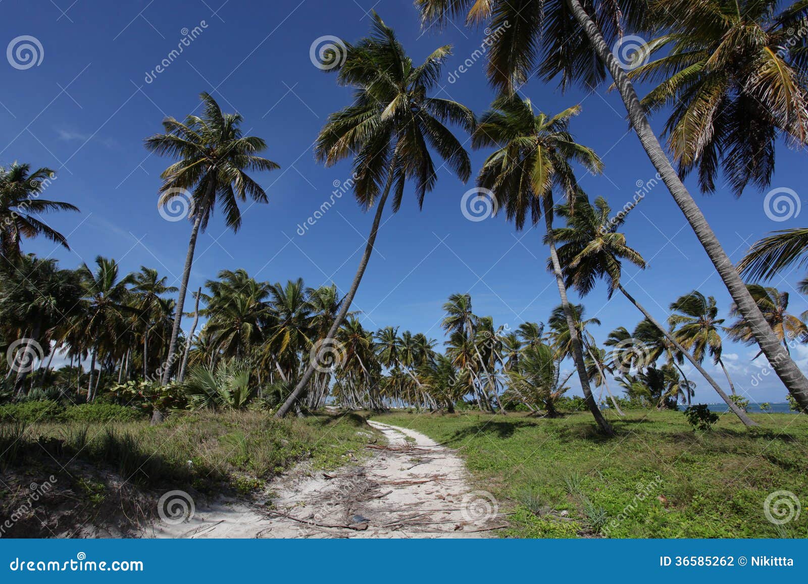 Tropical beach path stock photo. Image of jungle, getaway - 36585262