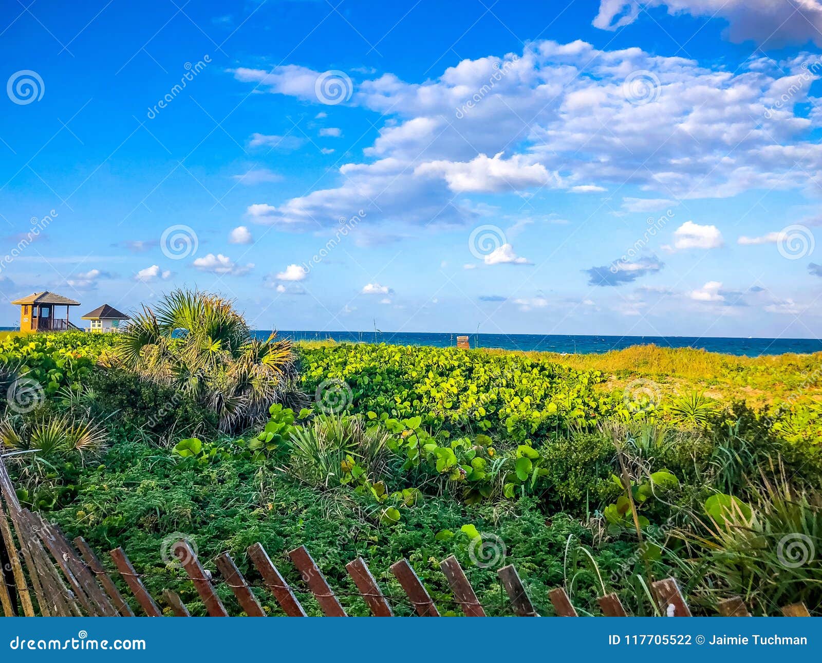 Tropical Beach Plants in Florida Stock Photo - Image of landmark, sunny ...