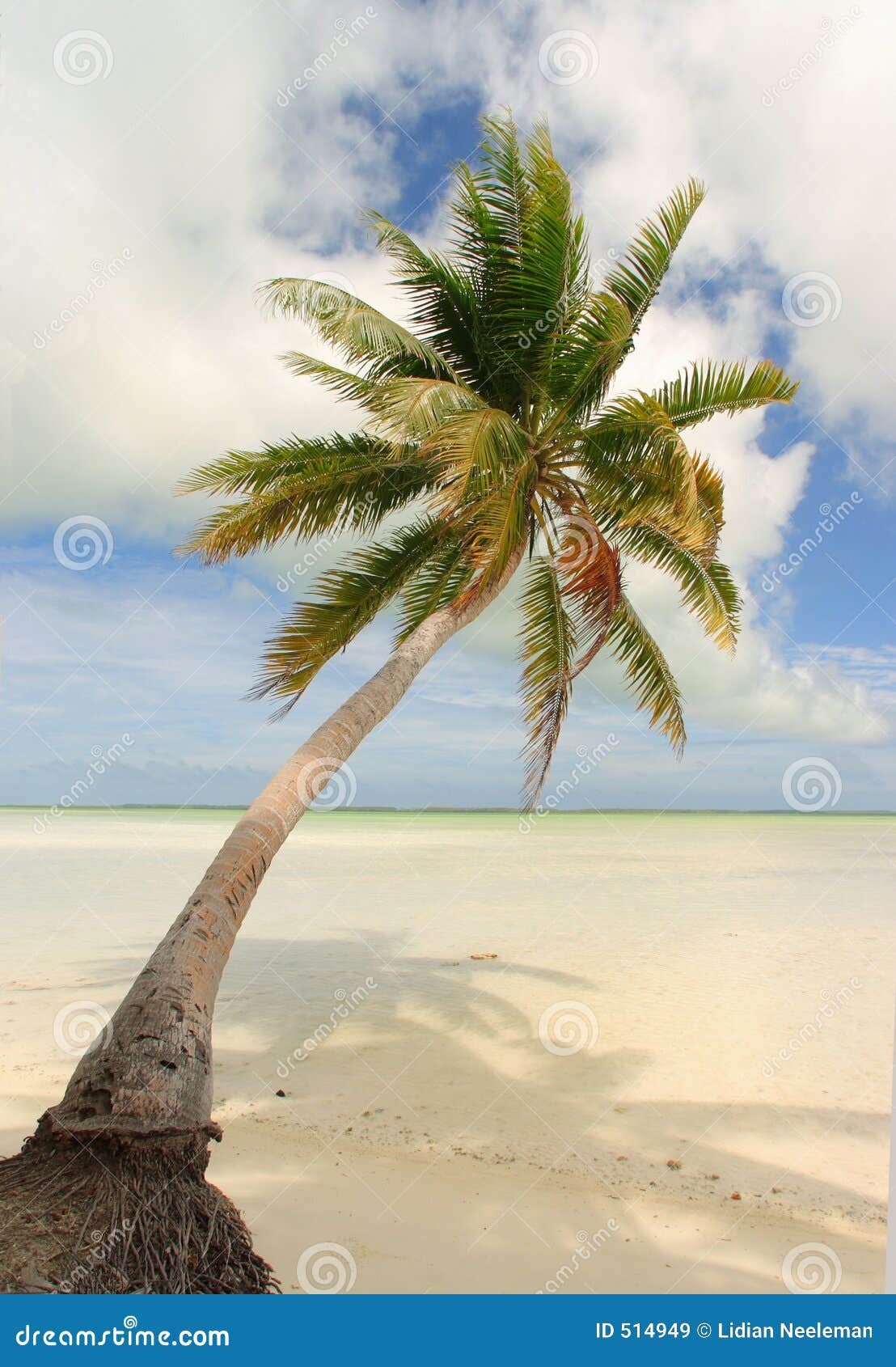 Tropical beach scene stock image. Image of beach, tree - 514949
