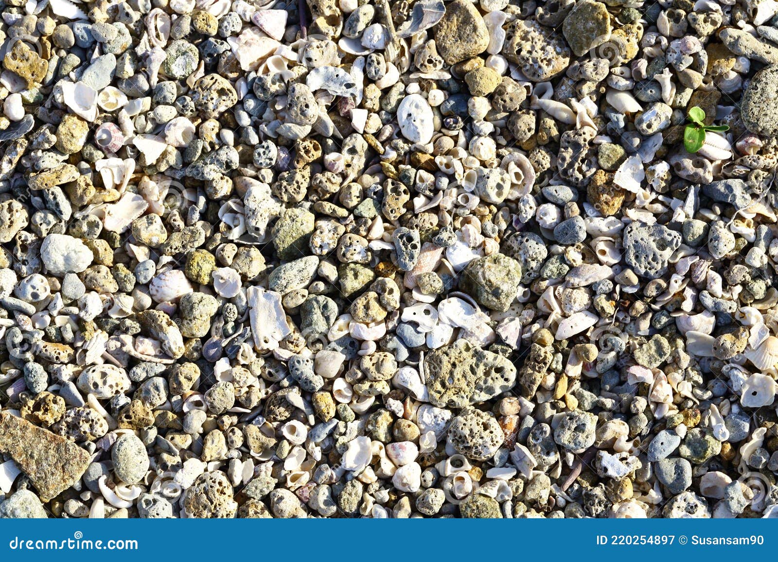 Seashells on the Beach Floor. Stock Image - Image of care, brown: 220254897