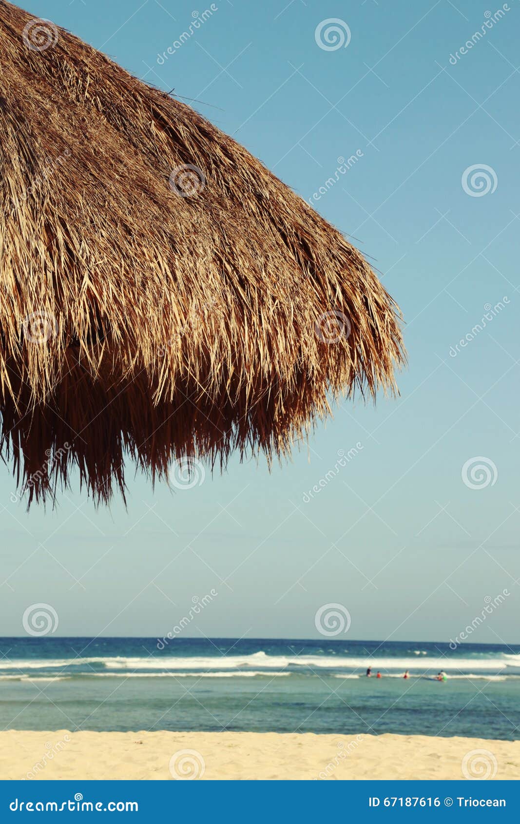 Reed Paraso Stock Photos - Free & Royalty-Free Stock Photos from Dreamstime