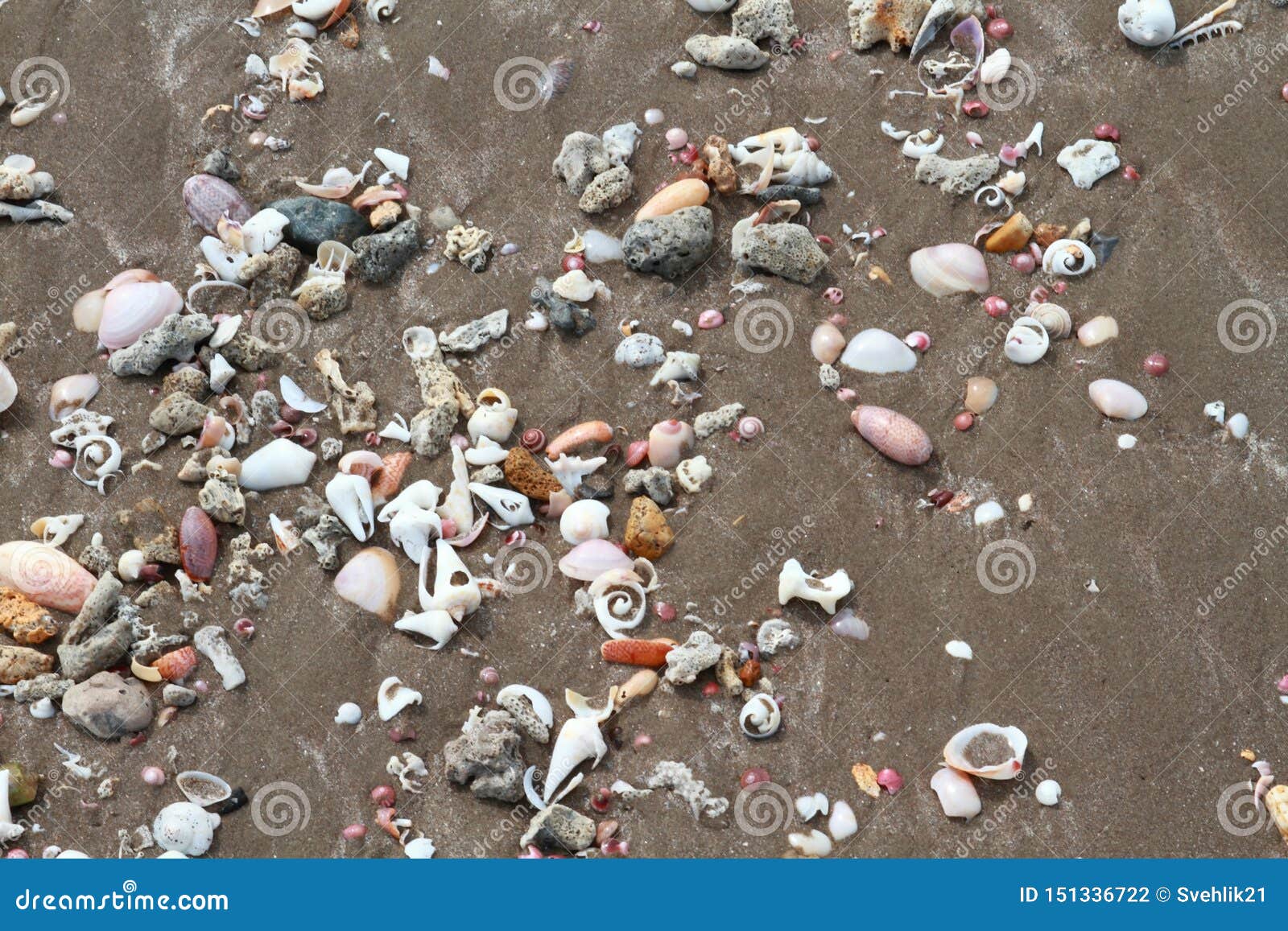 Tropical Beach with Seashells and Coral Pieces Stock Photo - Image of ...