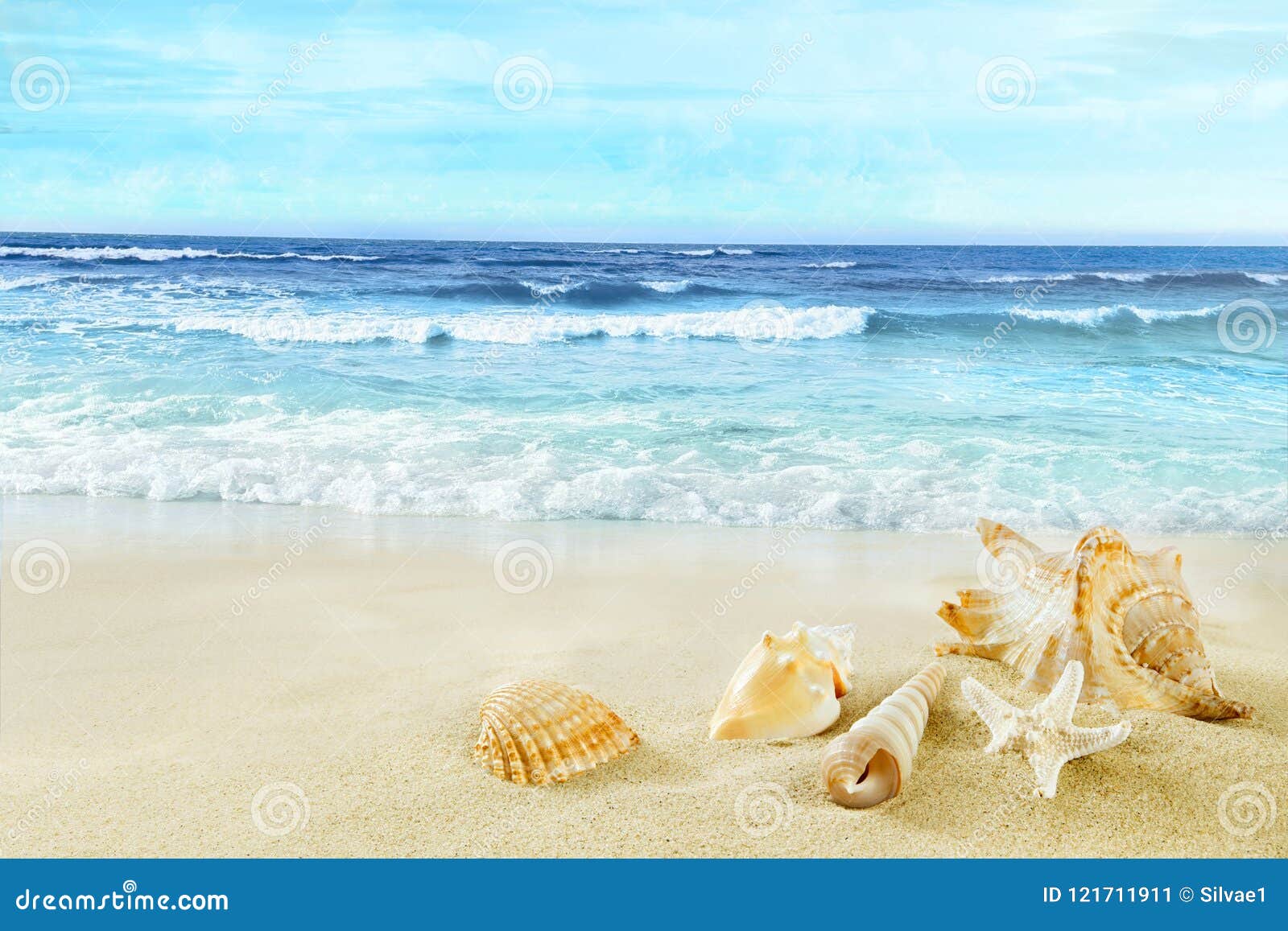 Tropical Beach. Shells on the Sand. Stock Image - Image of beach, azure ...