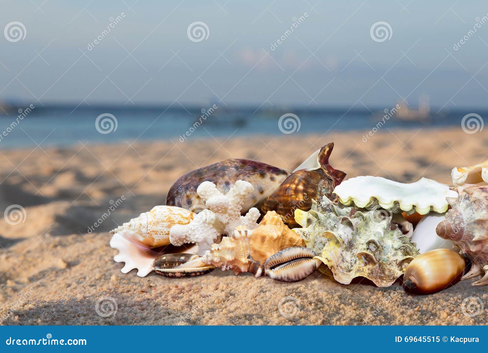 Tropical Beach Shells stock image. Image of beach, exotic - 69645515