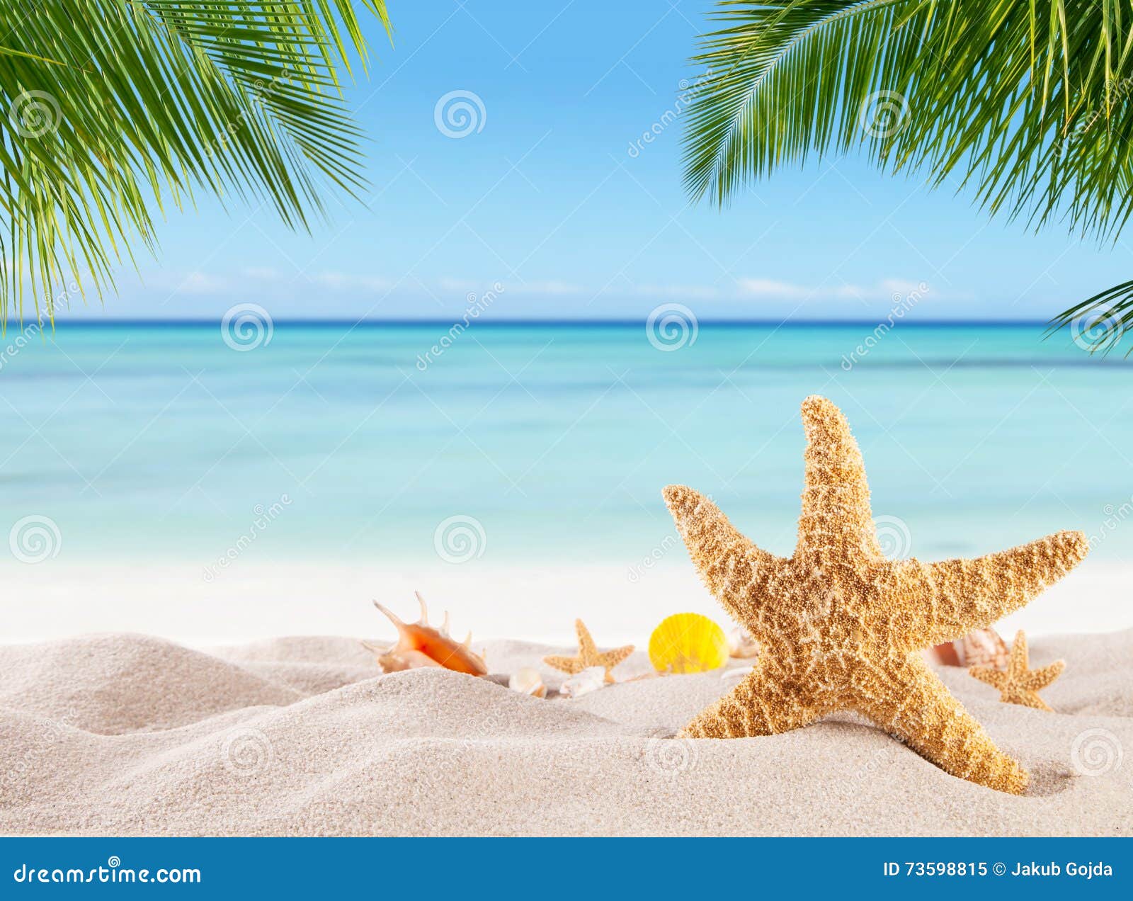 Tropical Beach with Various Shells in Sand Stock Image - Image of ...