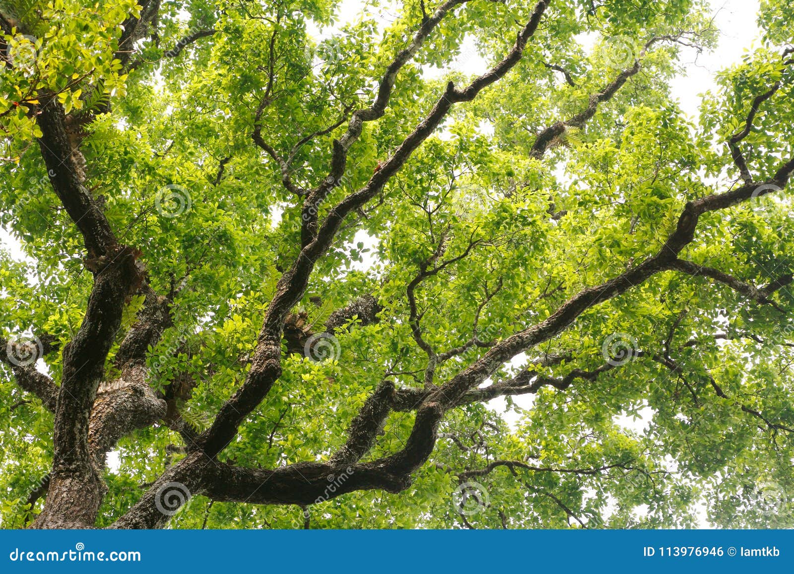 Tree branch background stock photo. Image of fresh, flora - 113976946