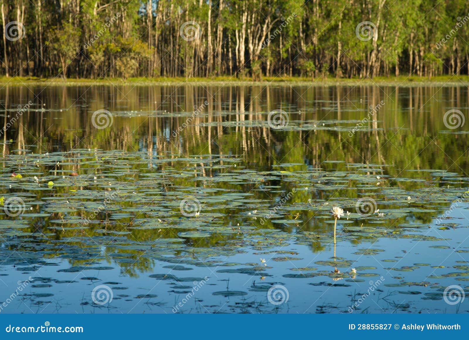 Tropical Billabong stock image. Image of water, trees - 28855827