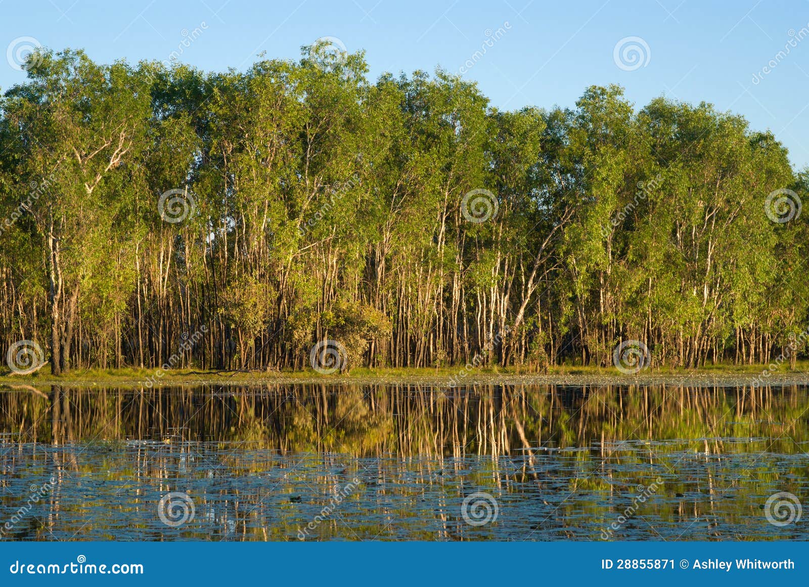 Tropical Billabong stock image. Image of outdoors, landscape - 28855871