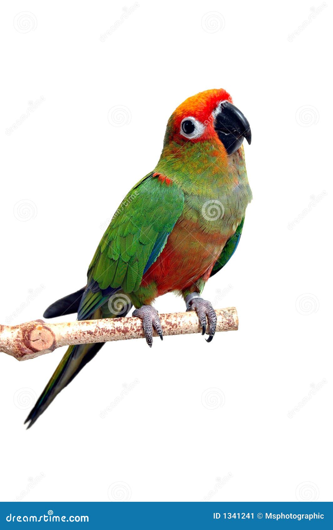 Tropical Bird stock image. Image of bird, capped, conure - 1341241