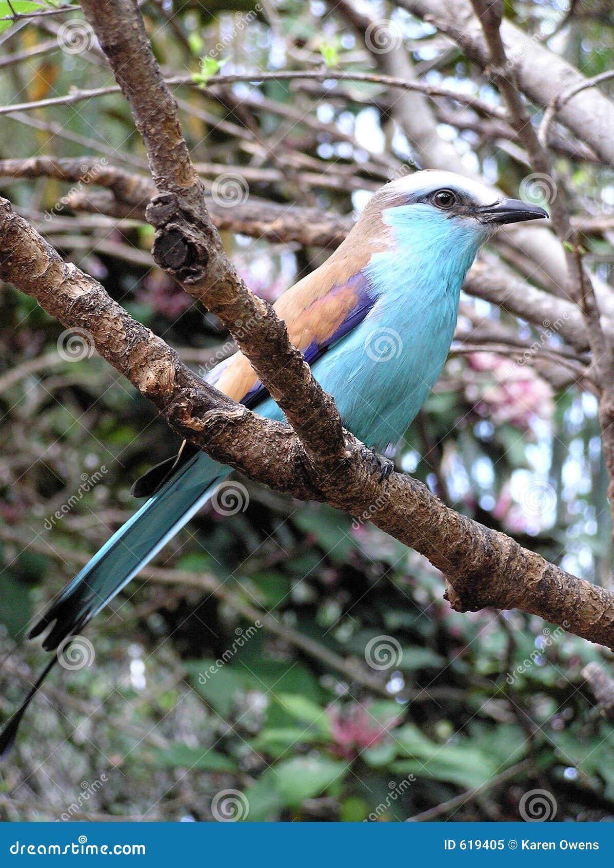 Tropical Bird stock image. Image of tropics, tropical, beak - 619405