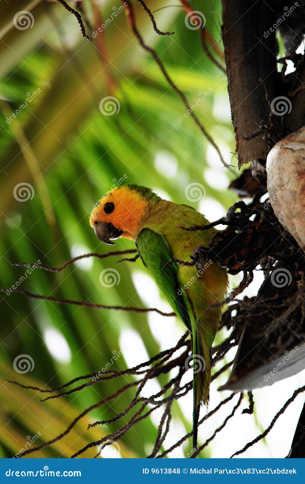 Tropical Bird Aratinga Pertinax Stock Photo - Image of small, character ...