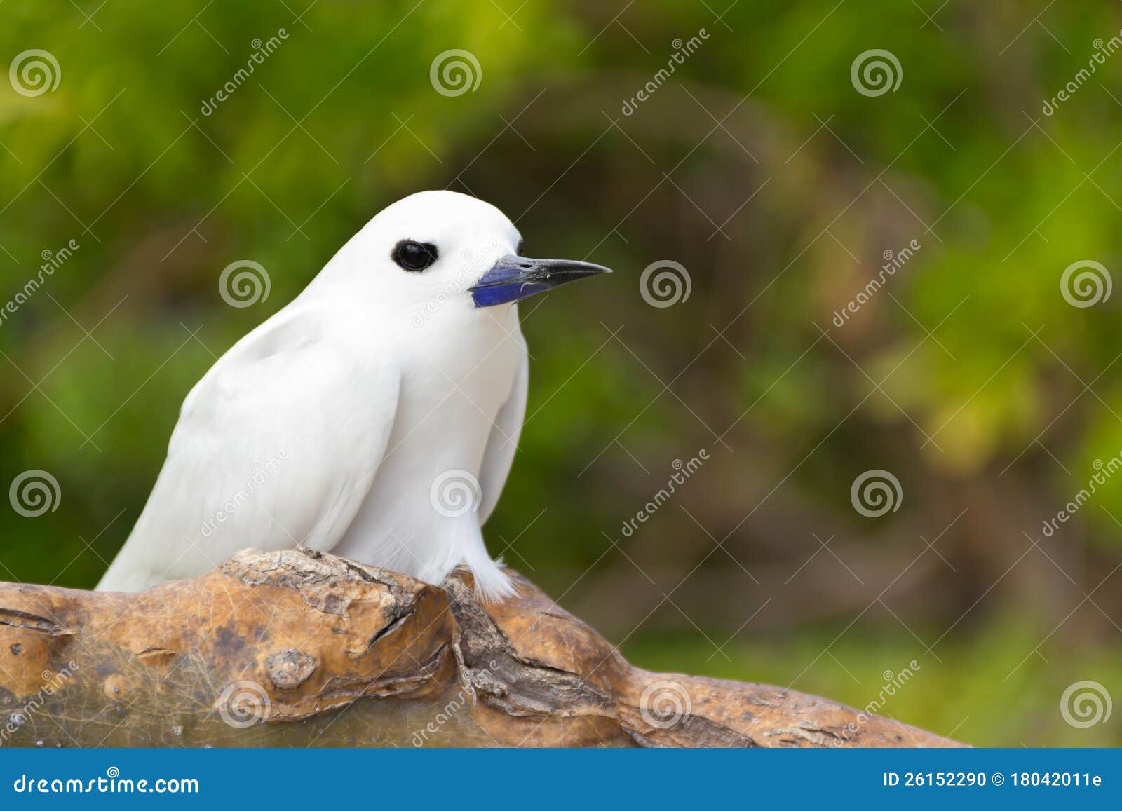 Tropical bird - Feiry Tern stock photo. Image of exotic - 26152290