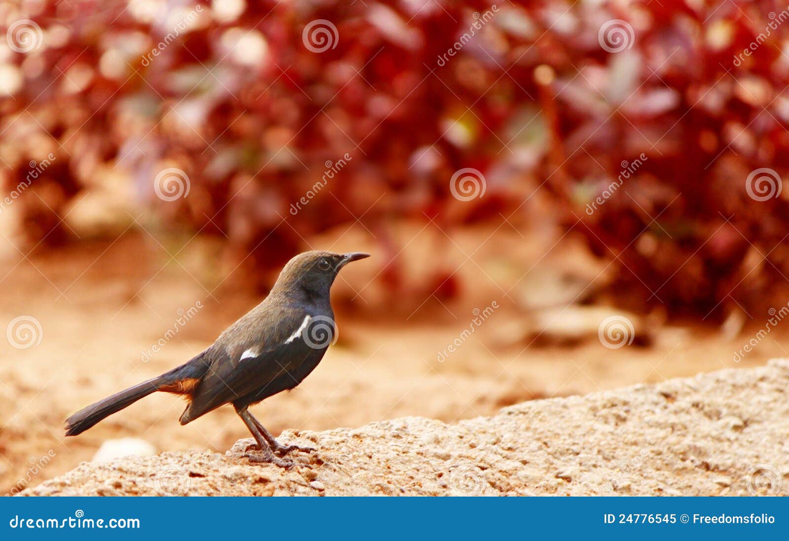 Tropical Bird (Indian Robin Female) Stock Image - Image of summer ...